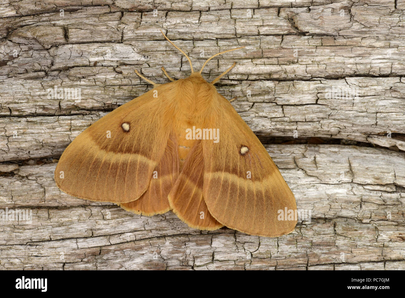 Oak Eggar Moth (Lasiocampa quercus) adult female at rest on dead tree ...