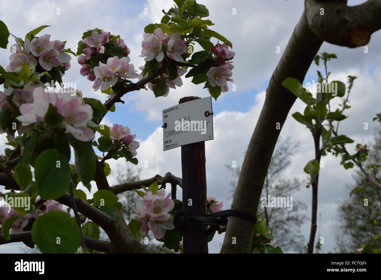Bramley cooking apple tree hi-res stock photography and images - Alamy
