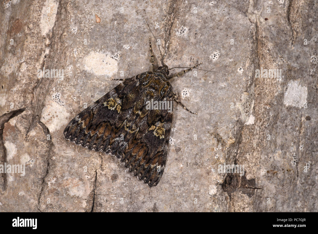 Dark Crimson Underwing Moth (Catocala sponsa) adult at rest on tree ...