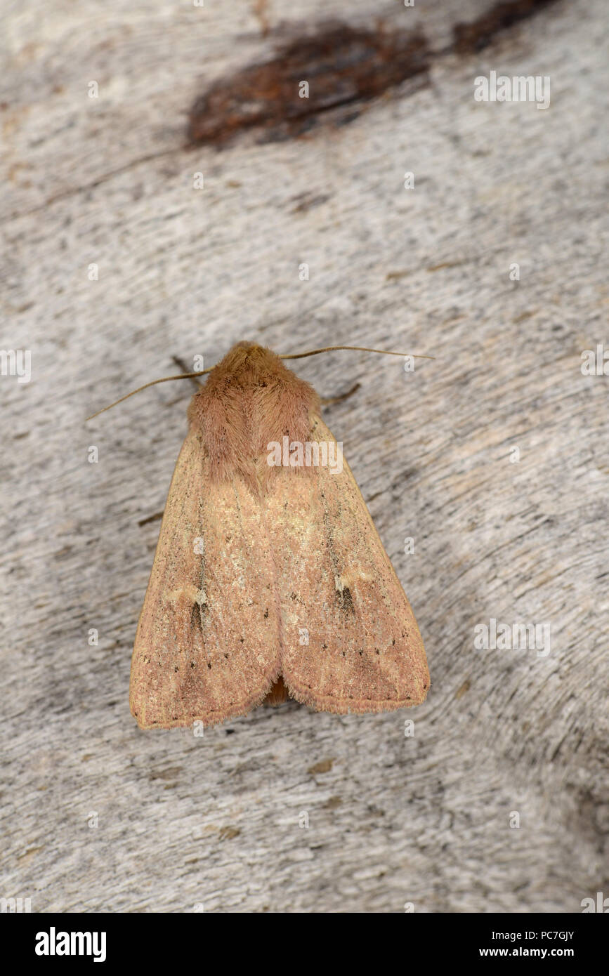 The clay moth hi-res stock photography and images - Alamy