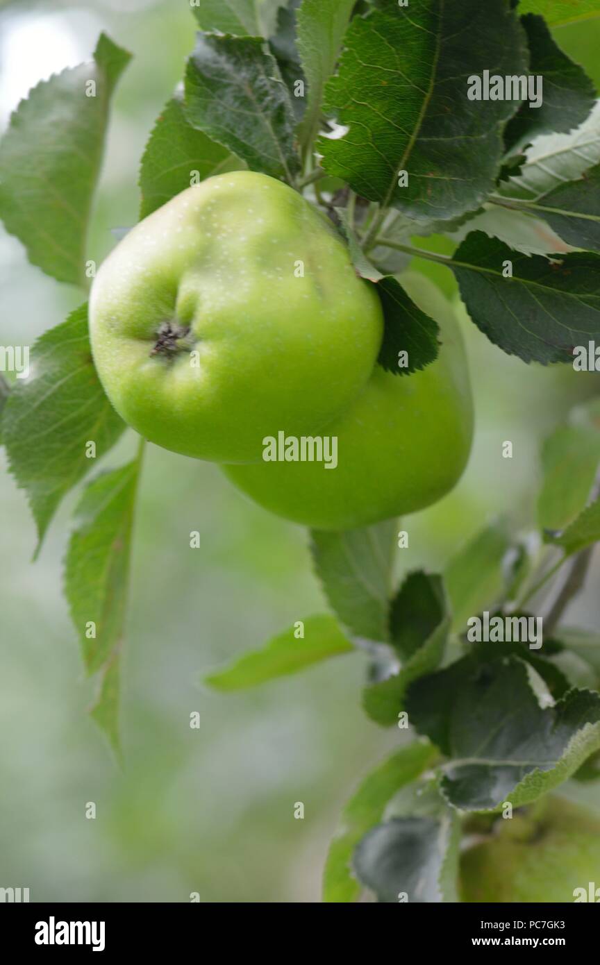 Crimson bramley hi-res stock photography and images - Alamy