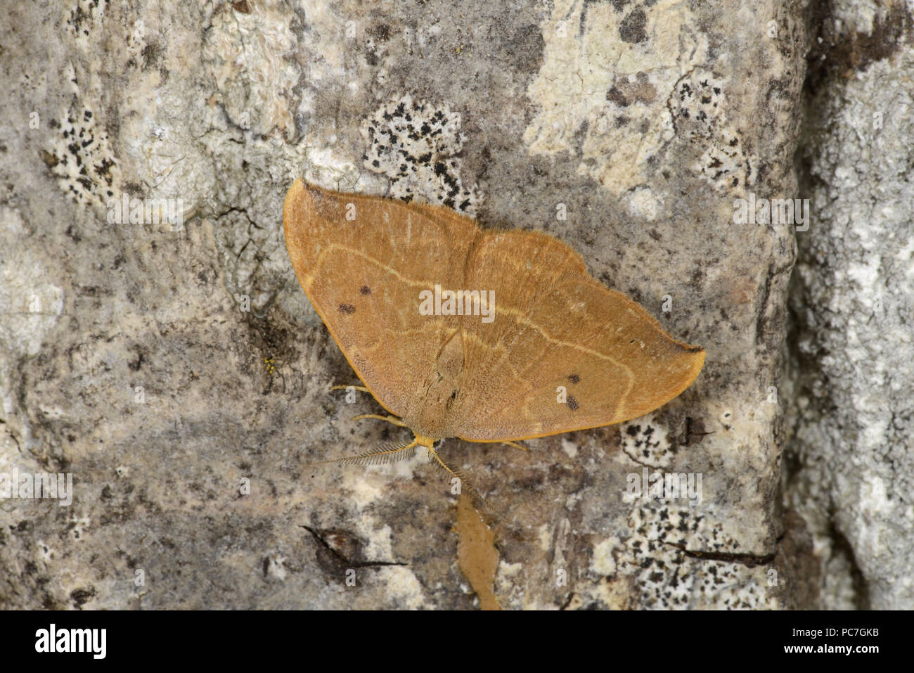 Oak hook tip hi-res stock photography and images - Alamy