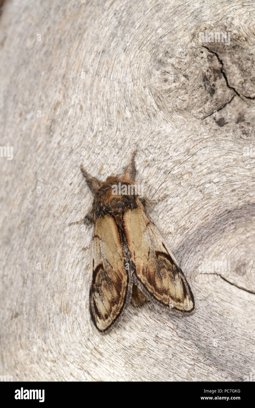 Pebble Prominent Moth High Resolution Stock Photography and Images - Alamy