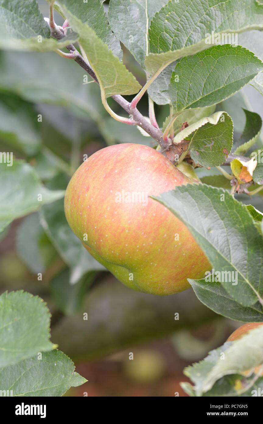 Apple Crimson Bramley Stock Photo - Alamy