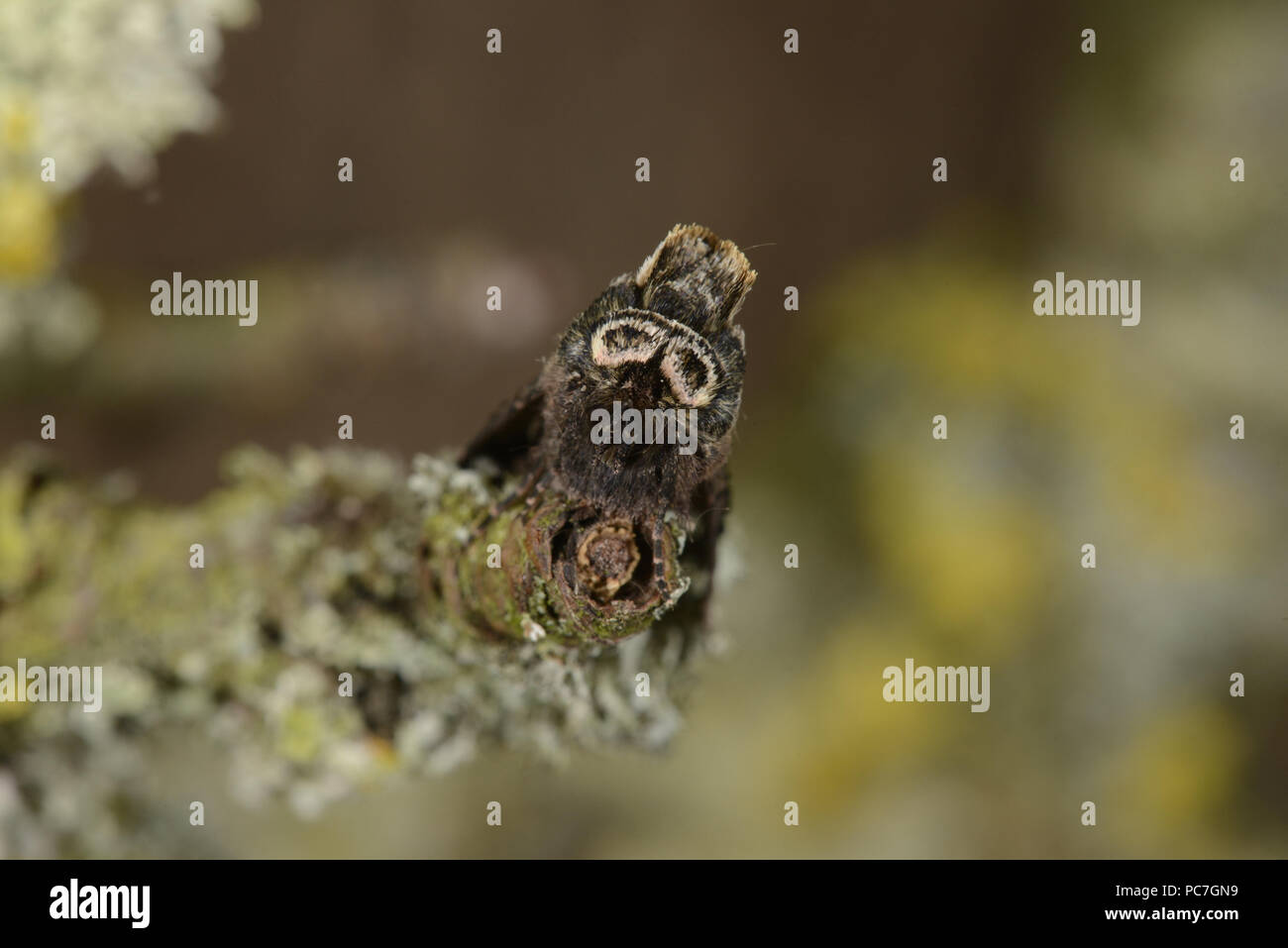 Spectacle Moth (Abrostola tripartita) adult at rest showing markings on ...