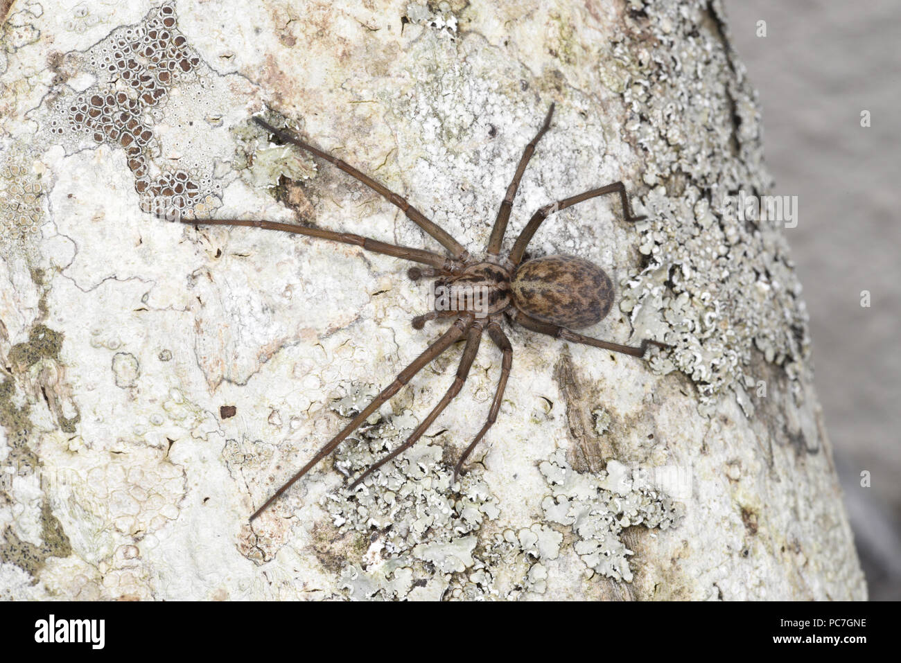 Hunting Spider (Tegenaria species) resting on dead wood, Monmouth ...