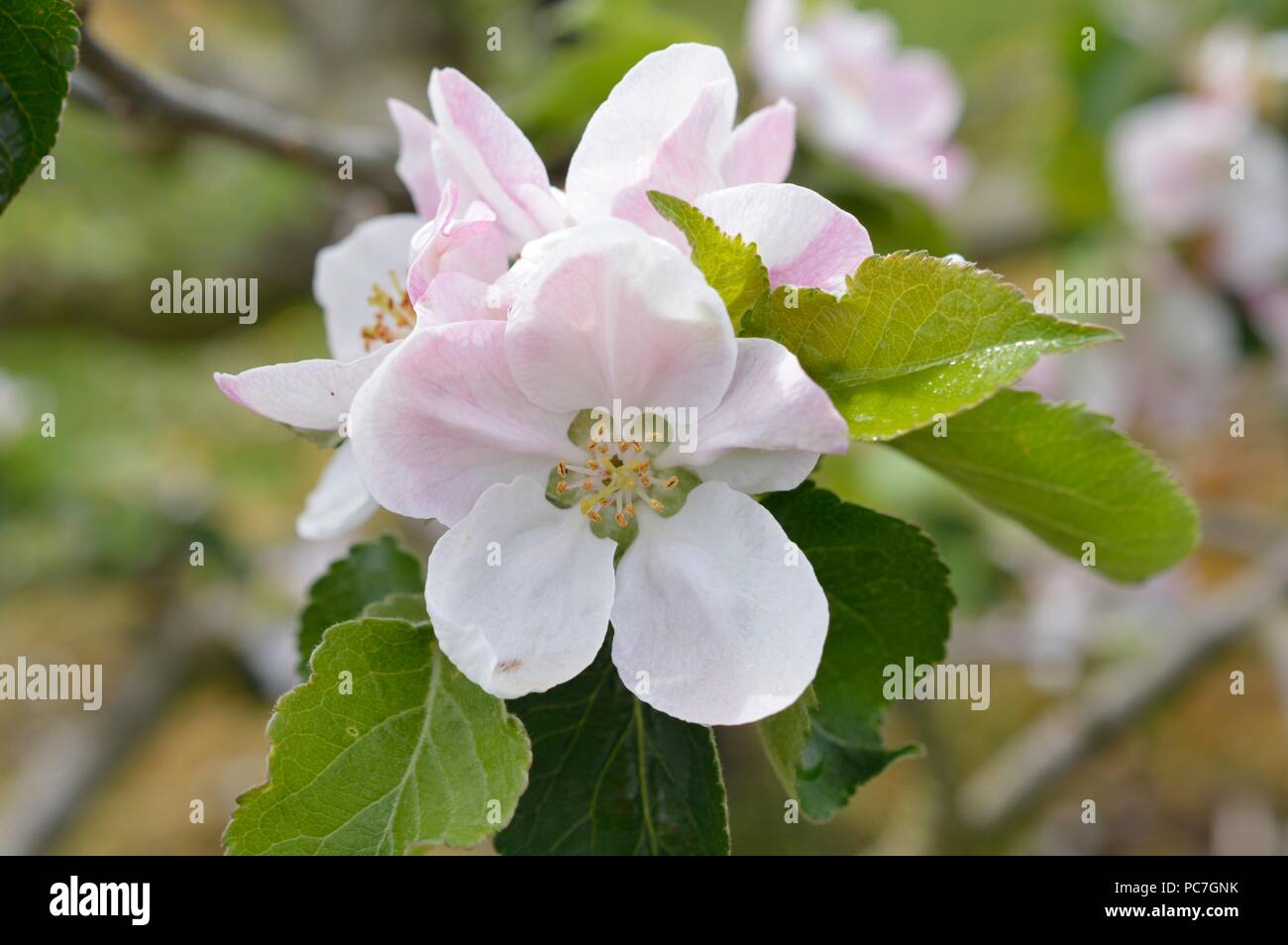 Bramley cooking apple tree hi-res stock photography and images - Alamy