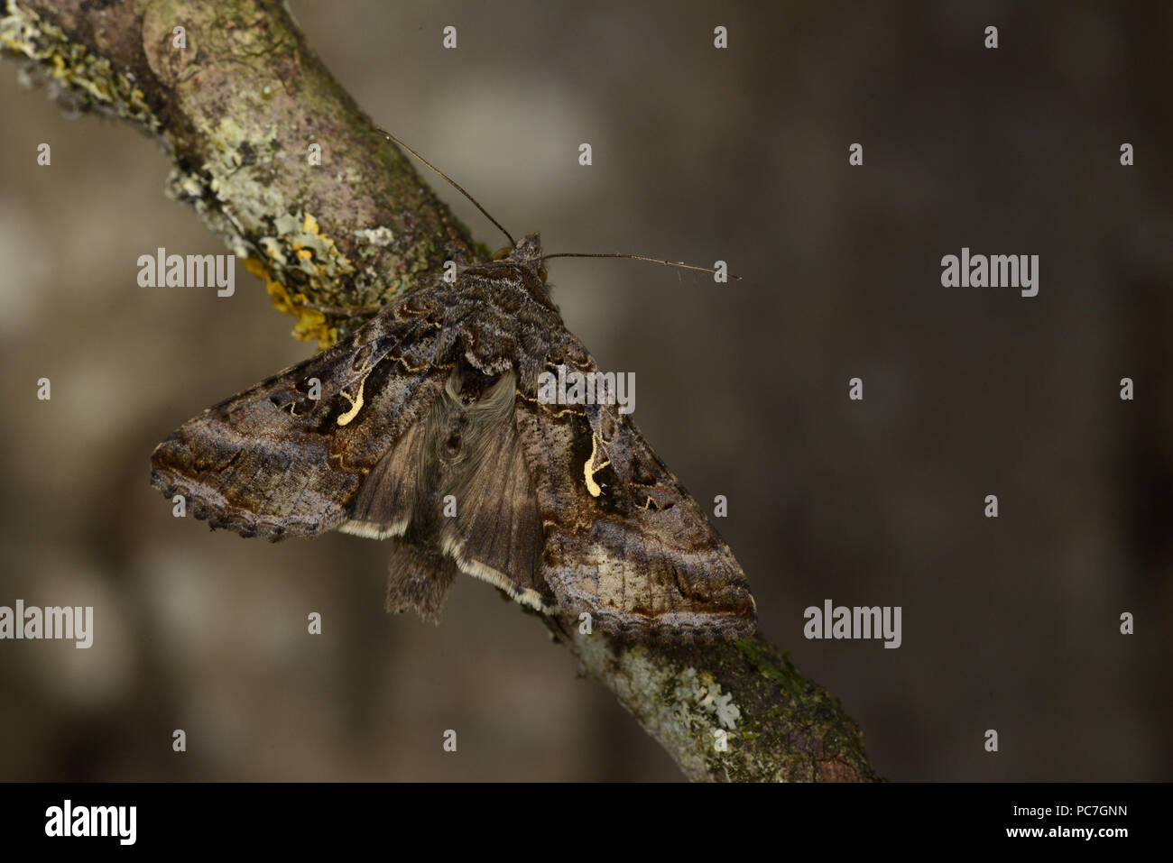 Insect moth silver y autographa gamma europe hi-res stock photography ...