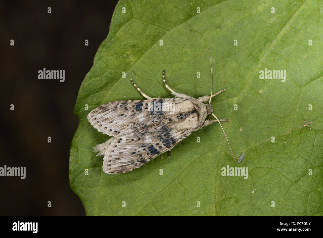 Wormwood Moth (Cucullia absinthii) adult at rest on leaf, captive bred ...