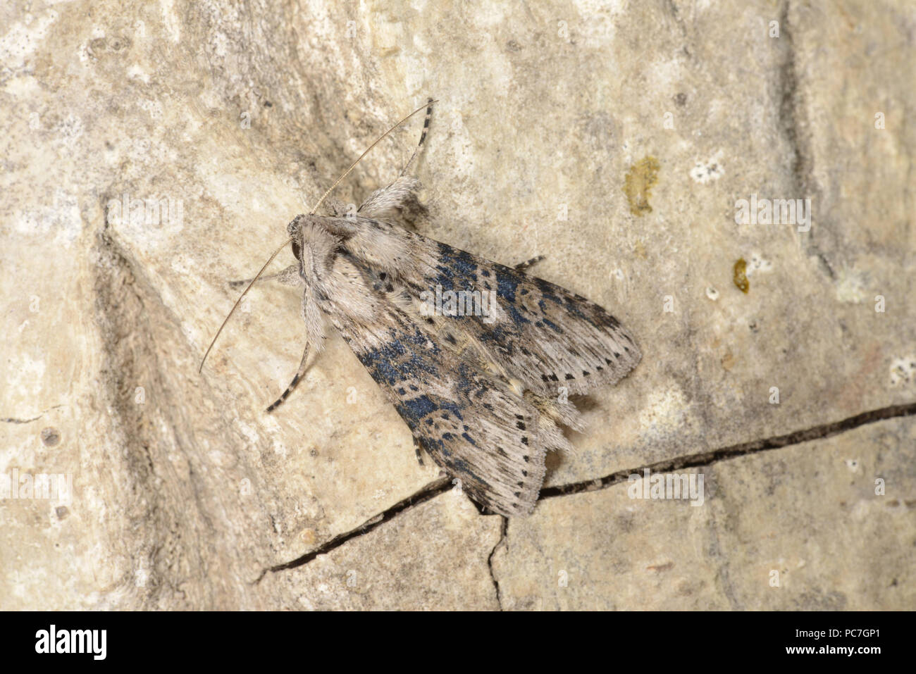 Wormwood Moth (Cucullia absinthii) adult at rest on tree trunk, captive ...
