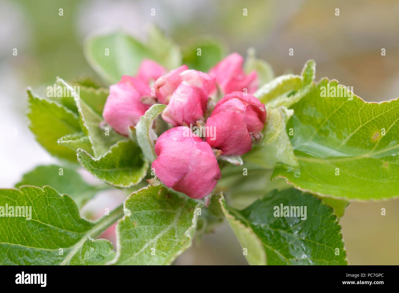 Apple Crimson Bramley Stock Photo - Alamy