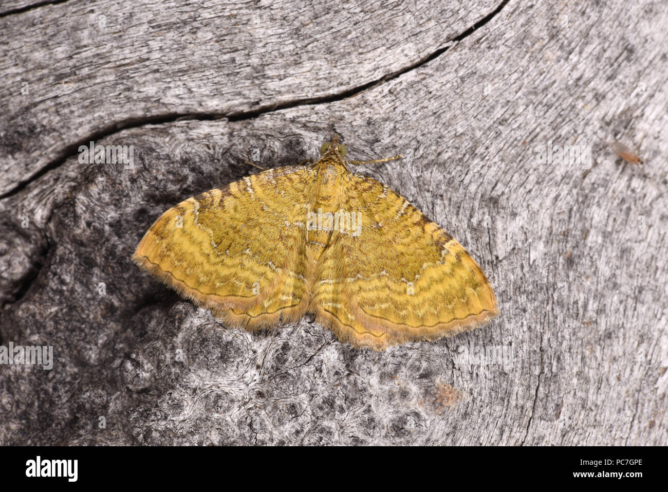 Yellow Shell Moth (Camptogramma bilineata) adult at rest on tree trunk ...