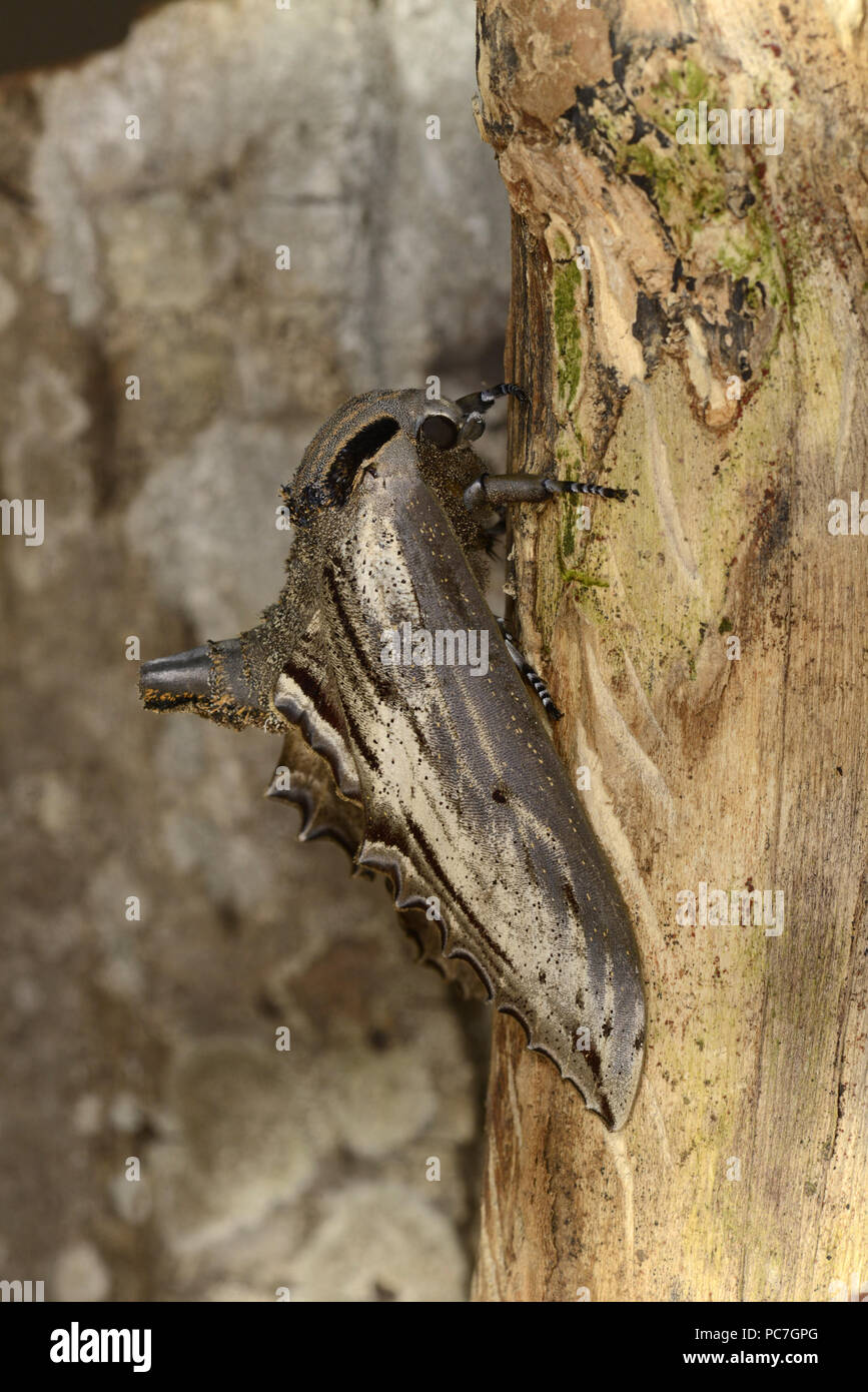 Male hawk moth hi-res stock photography and images - Alamy