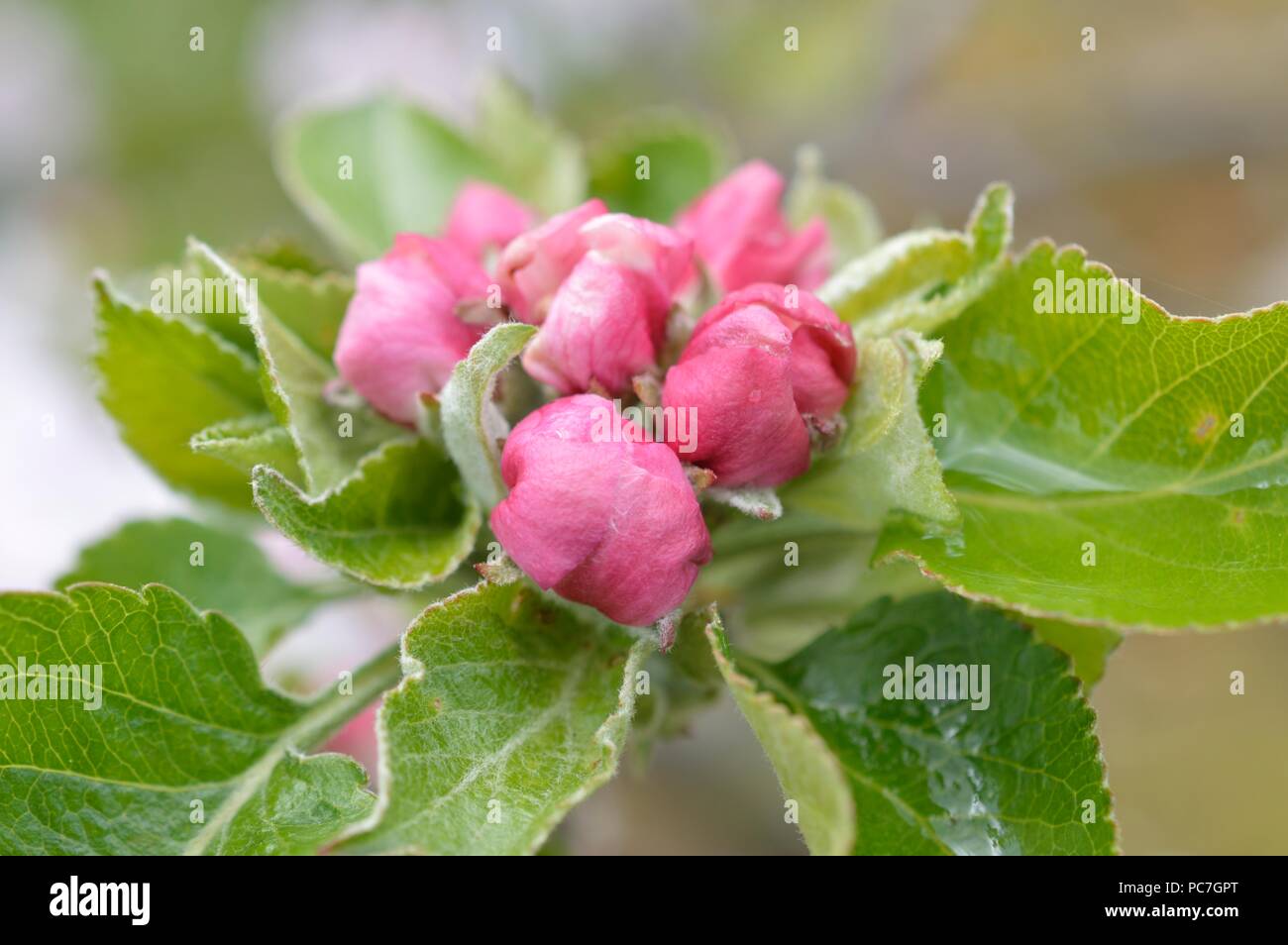 Bramley apples growing tree hi-res stock photography and images - Alamy