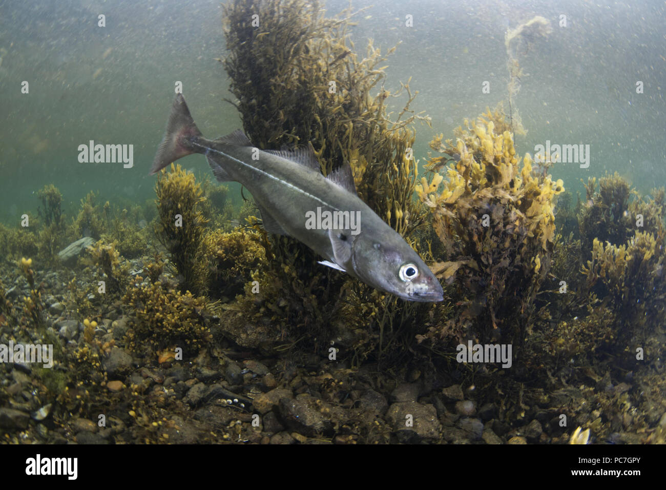 Coalfish, Pollachius virens, swimming in the weedy shallows, Unst ...
