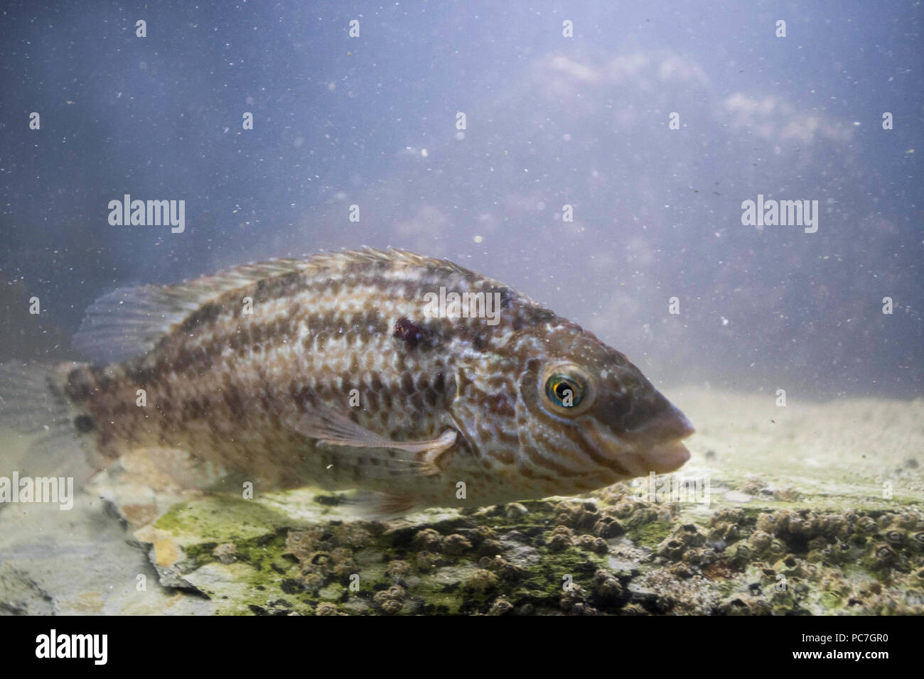 Corkwing Wrasse (Symphodus melops) , Adult, swimming over the rocks ...