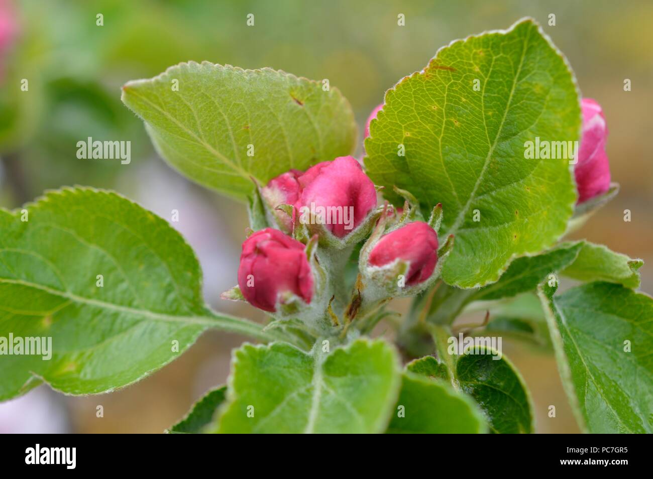 Bramley apple orchard hi-res stock photography and images - Alamy