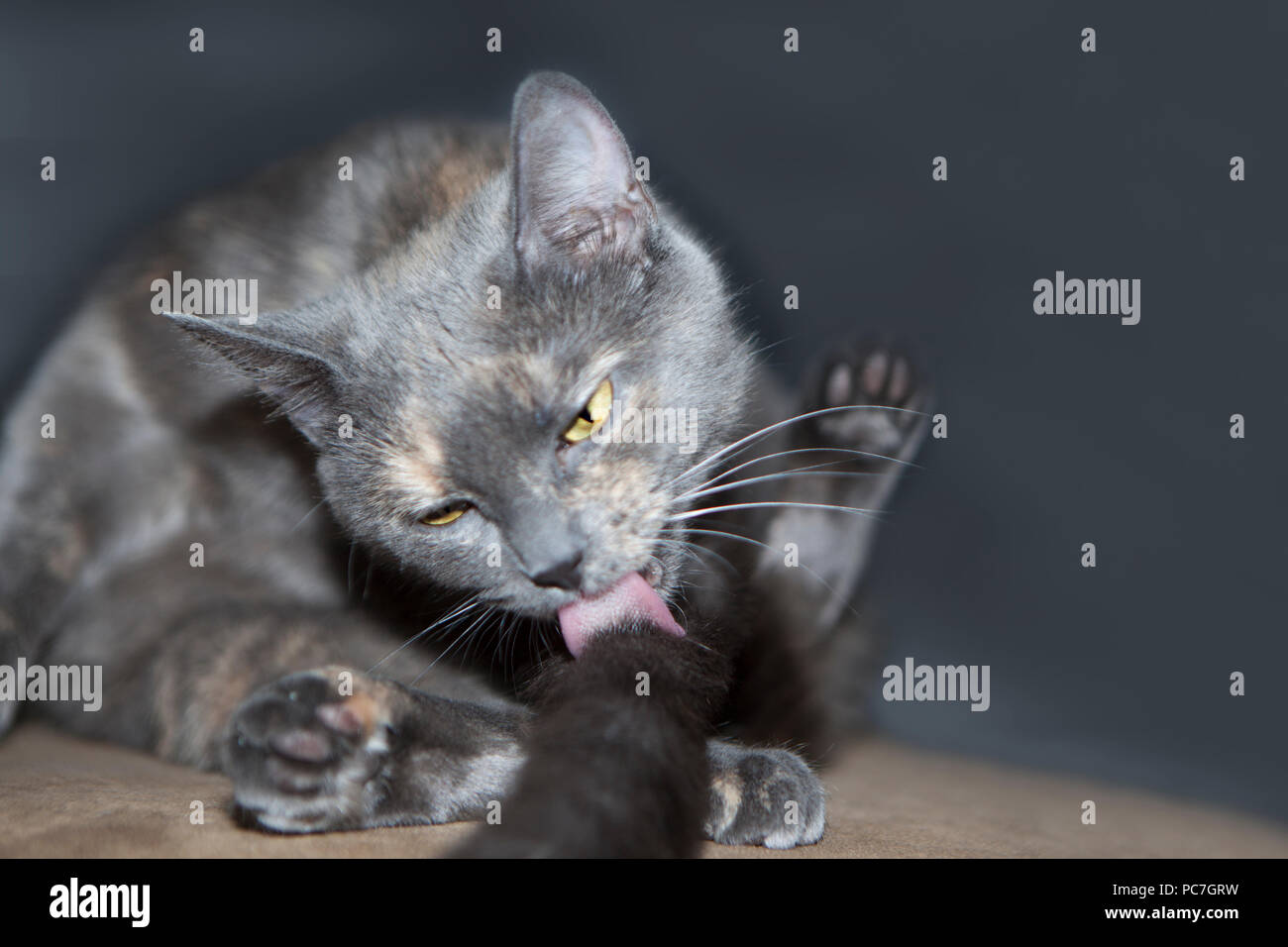 Male cat licking tail hi-res stock photography and images - Alamy