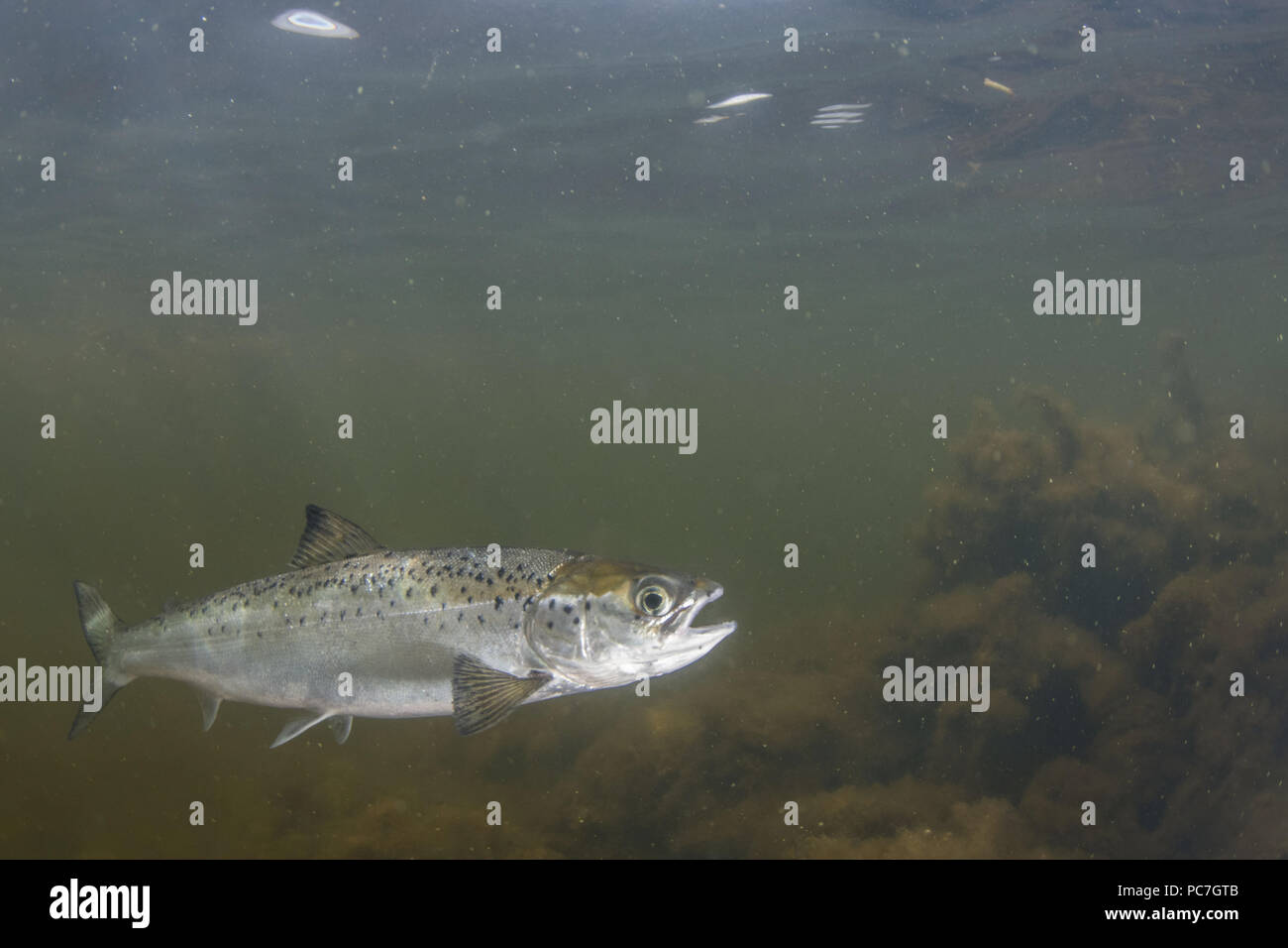 Chinook Salmon Smolt