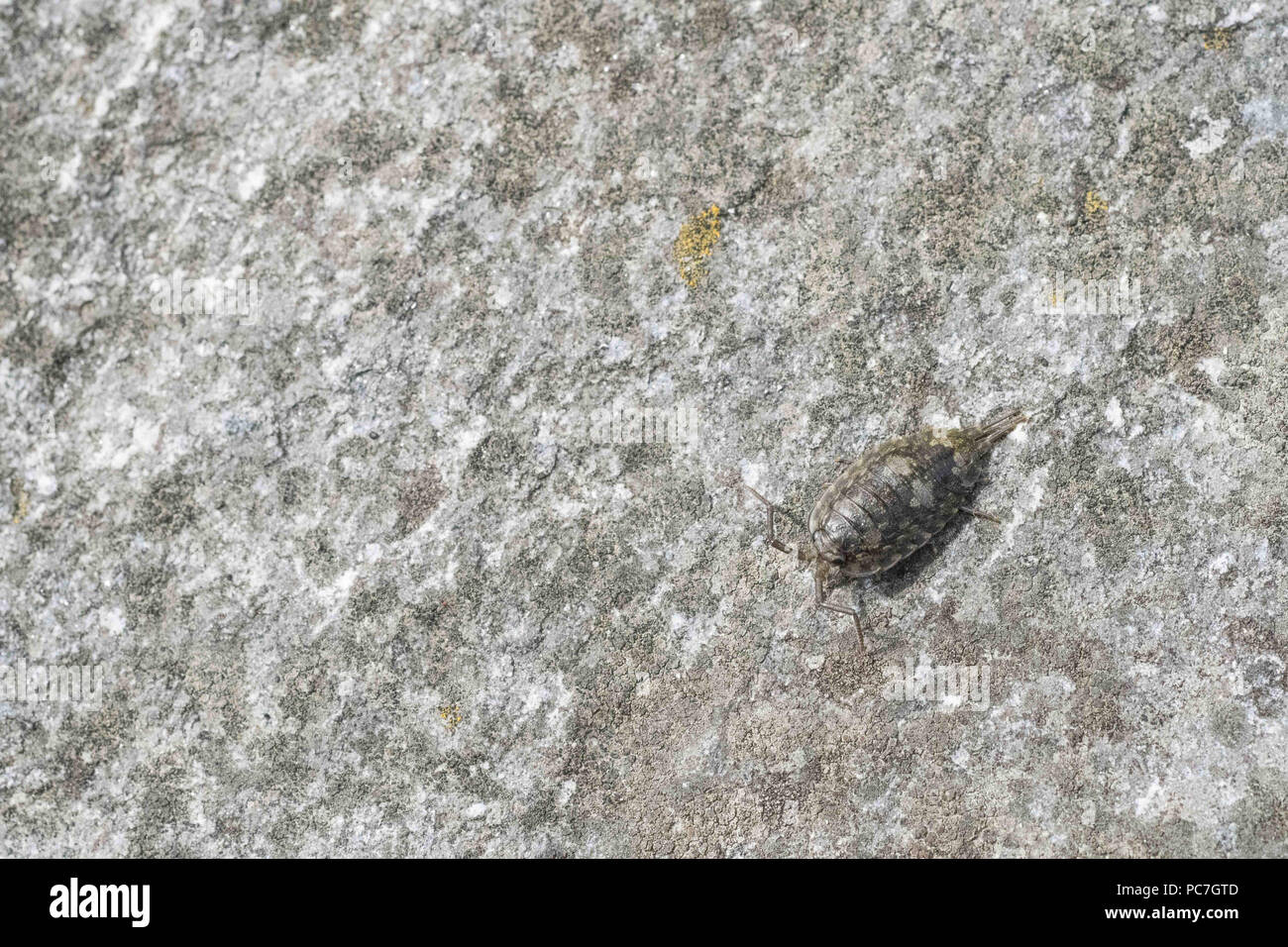 Ligia oceanica hi-res stock photography and images - Alamy