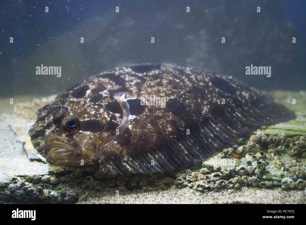 Topknot (Zeugopterus punctatus) , Adult, camoflaged on the rocks ,Fowey ...