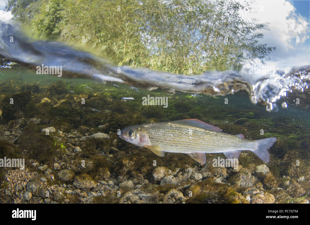 Grayling, swimming in the rivers current minnows near by, River Frome ...