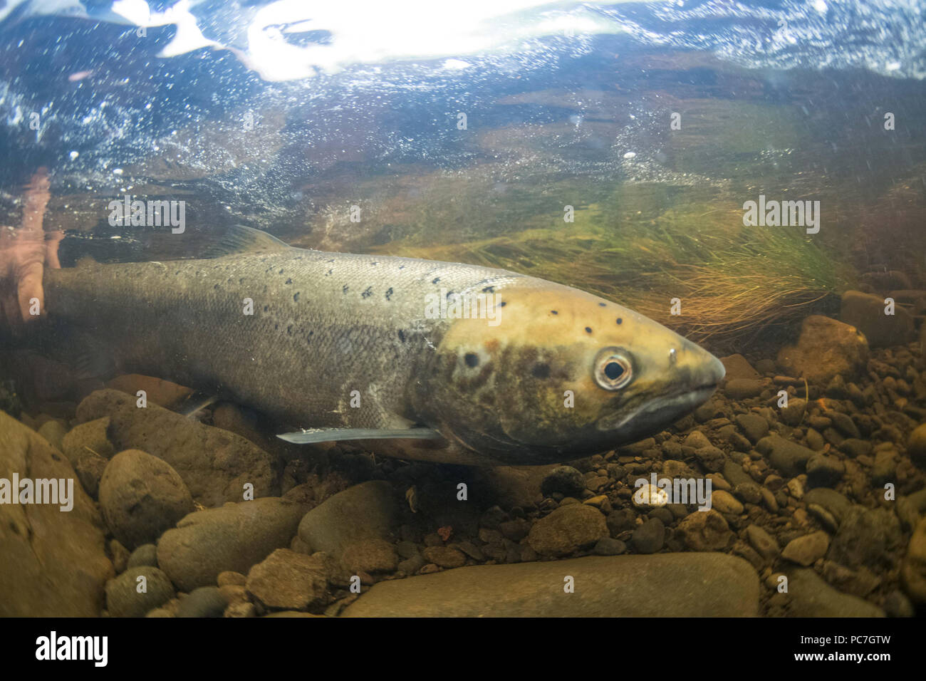 Atlantic Salmon (salmo salar), Adult female, being released by angler ...