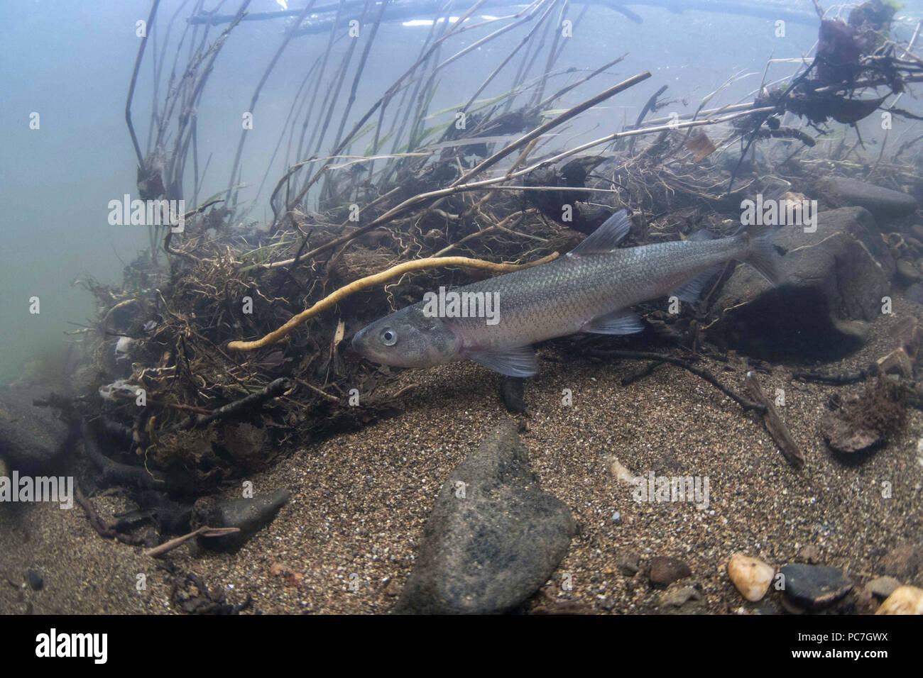 European Smelt, Osmerus eperlanus, Adult, River Tamar, Cornwall ...