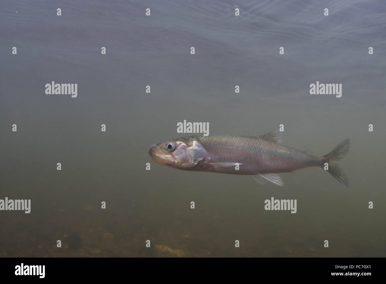 Osmerus hi-res stock photography and images - Alamy