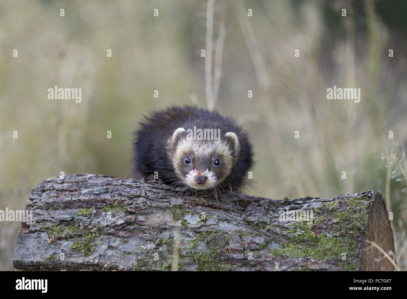 Western Polecat (Mustela putorius) adult, climbing over log, Suffolk ...