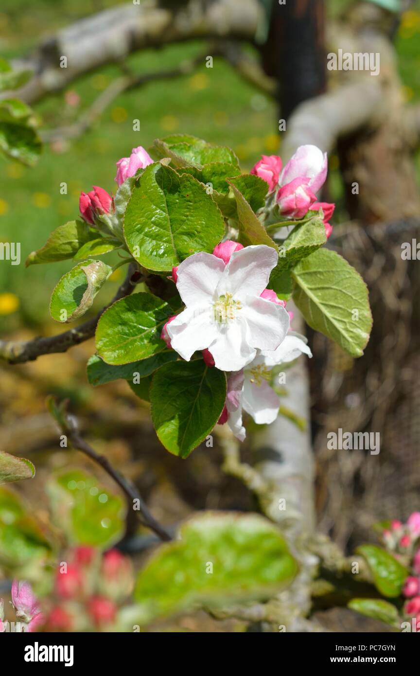 Curl top hi-res stock photography and images - Alamy