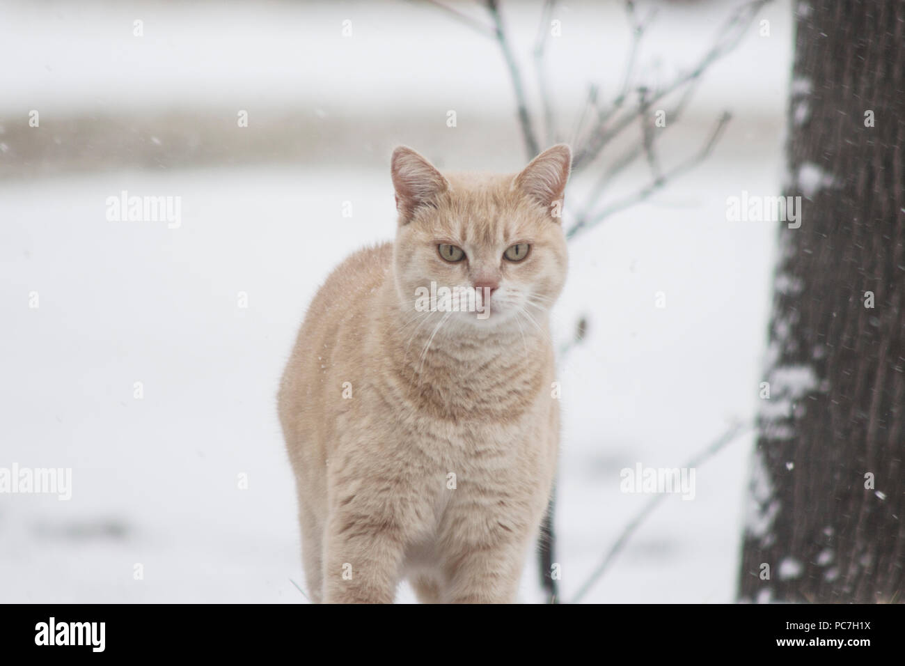 Orange tabby tomcat hi-res stock photography and images - Alamy