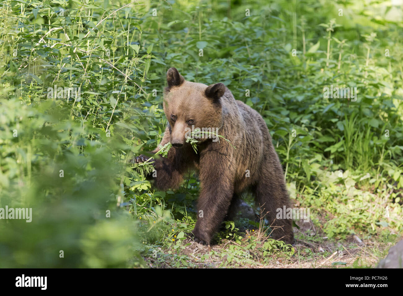 Transylvania bears hi-res stock photography and images - Alamy