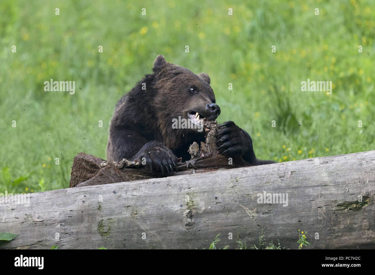 European Brown Bear (Ursus arctos arctos) adult male, feeding on cow ...