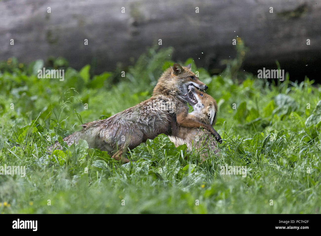 Red Fox Europe Fighting High Resolution Stock Photography and Images ...