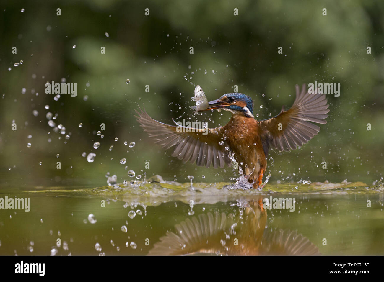 Rudd fish uk hi-res stock photography and images - Alamy
