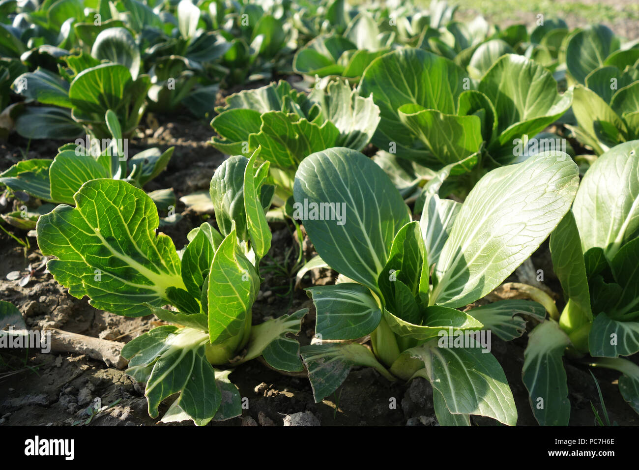 Chinese green cabbage in a organic plantation farm Stock Photo - Alamy