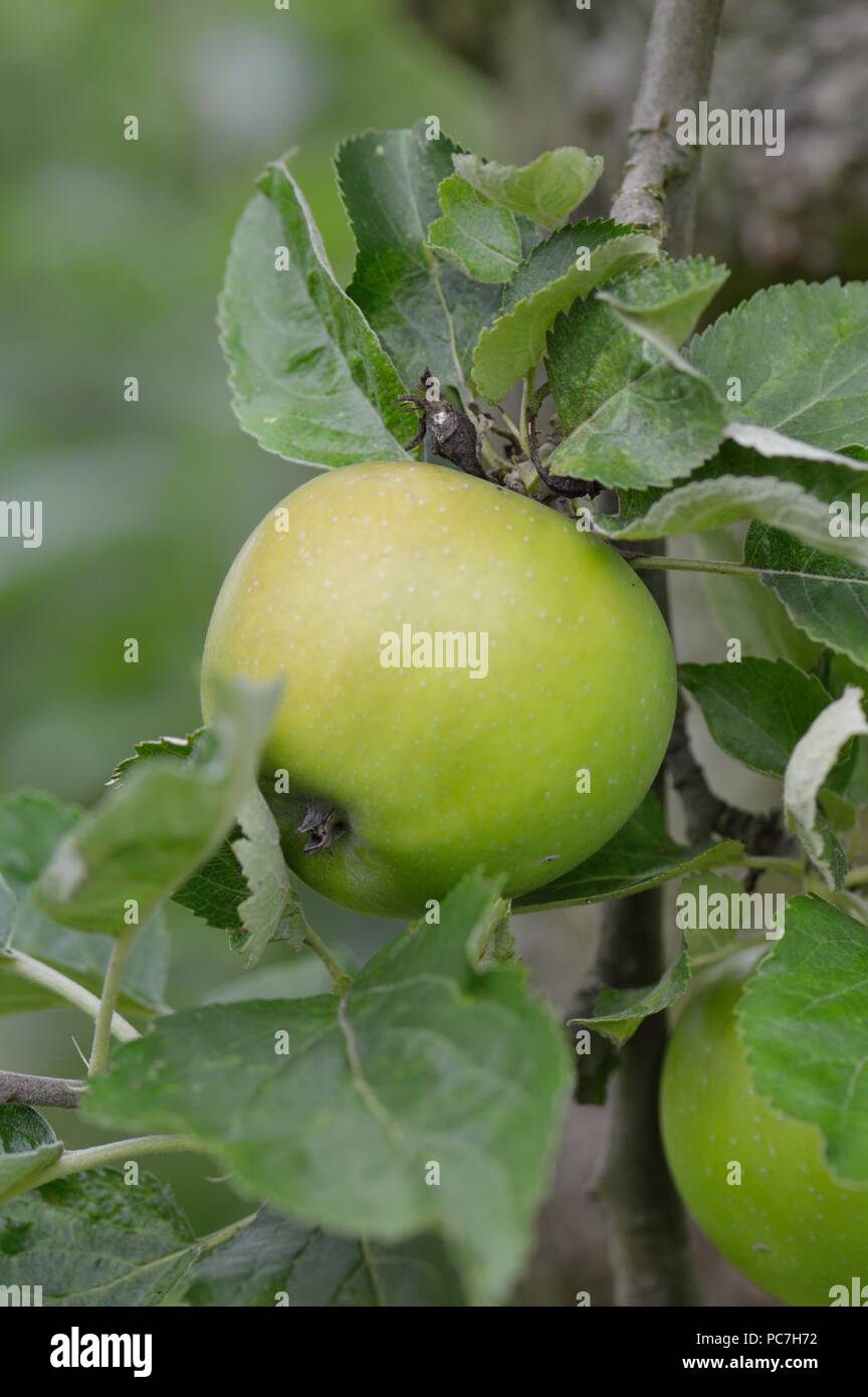 Apple Diamond Jubilee Stock Photo - Alamy
