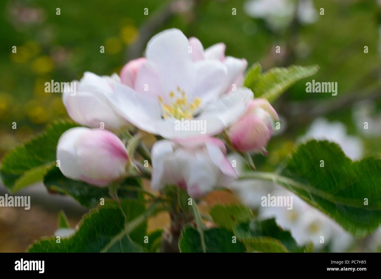 Discovery apple tree hi-res stock photography and images - Alamy