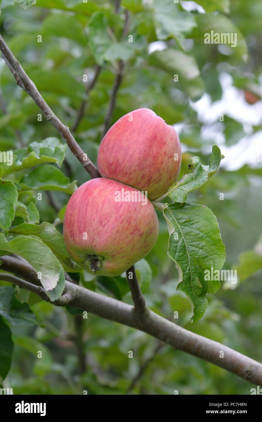 Apple Ducks Bill Stock Photo - Alamy