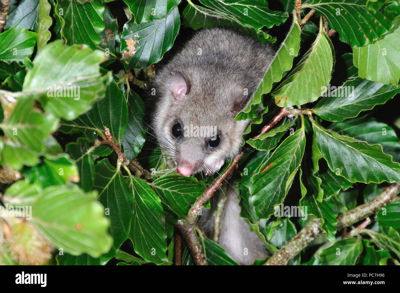 Dormouse photo hi-res stock photography and images - Alamy