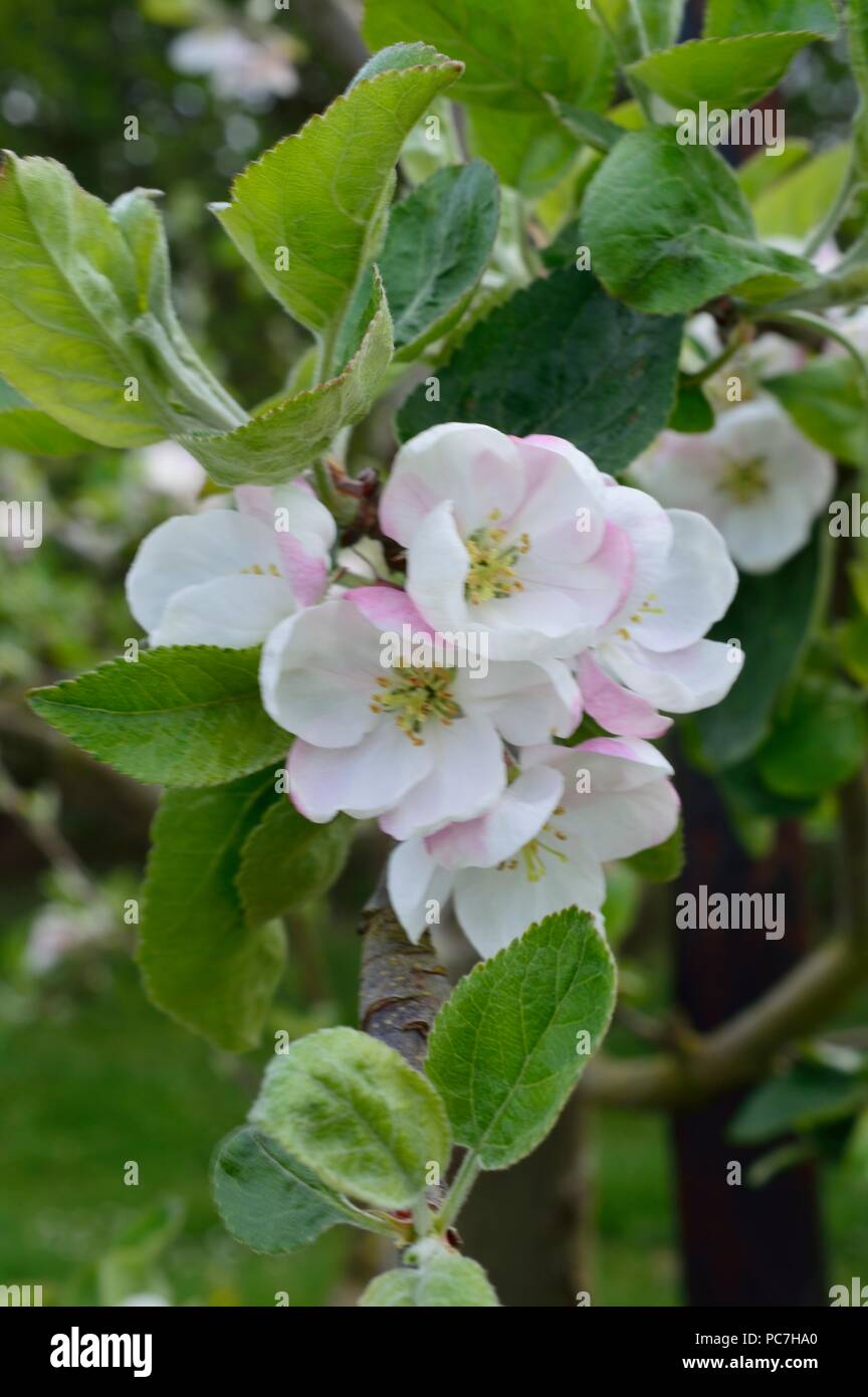 Apple Early Mcintosh Stock Photo - Alamy