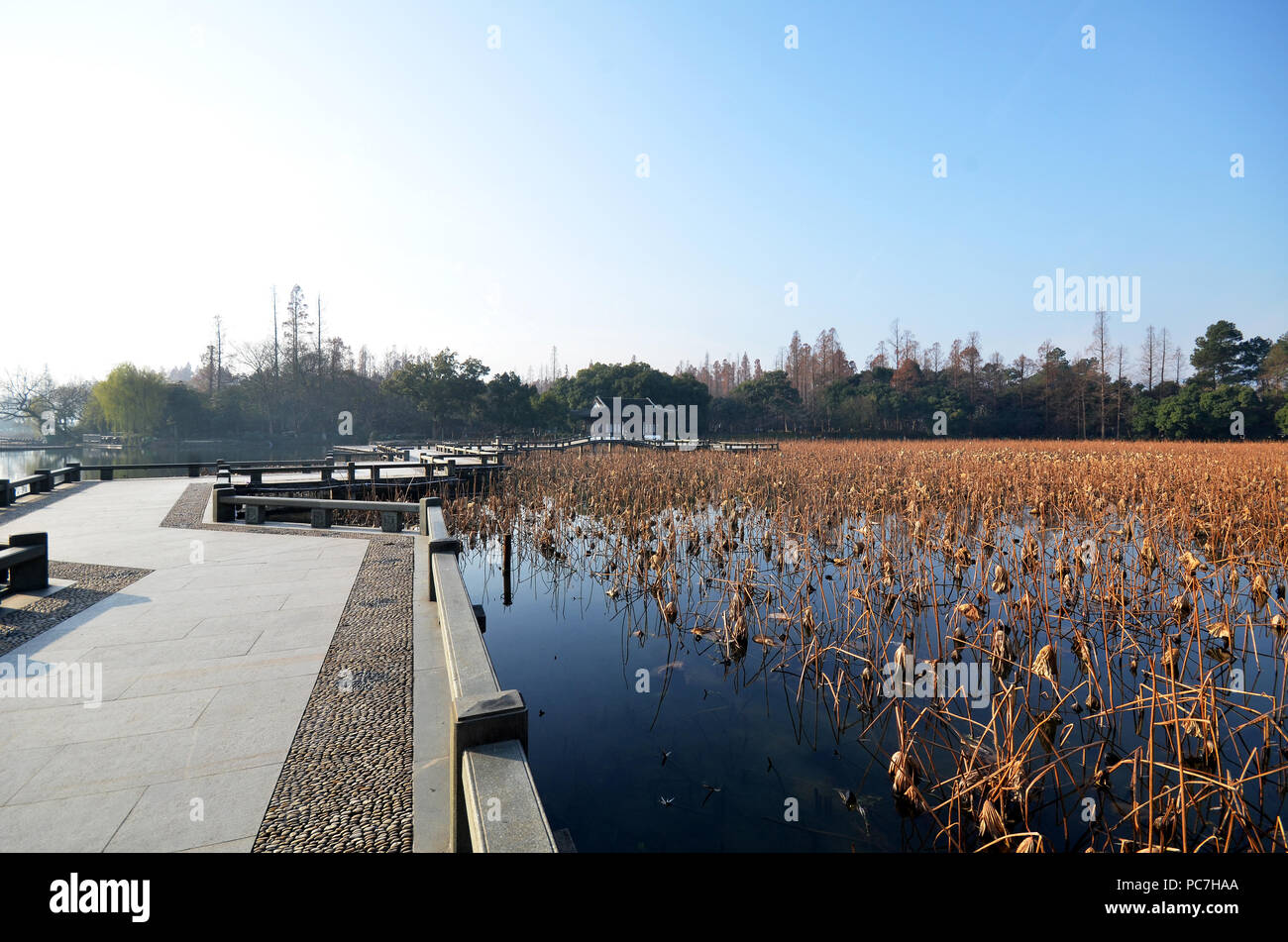 Dead lotuses hi-res stock photography and images - Alamy