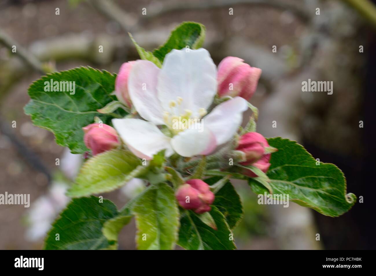 Apple Exeter Cross Stock Photo - Alamy
