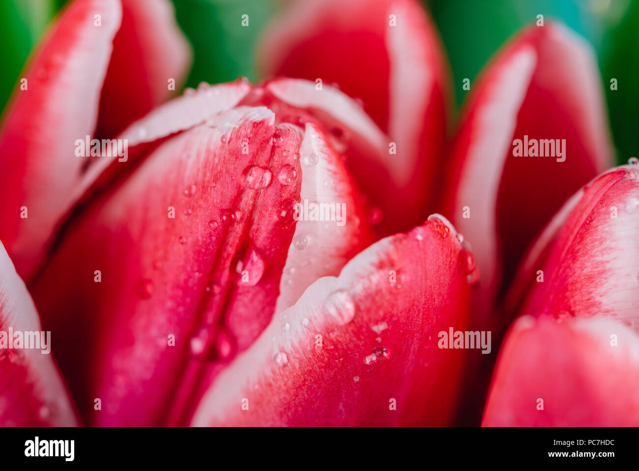 Beautiful wet hi-res stock photography and images - Alamy