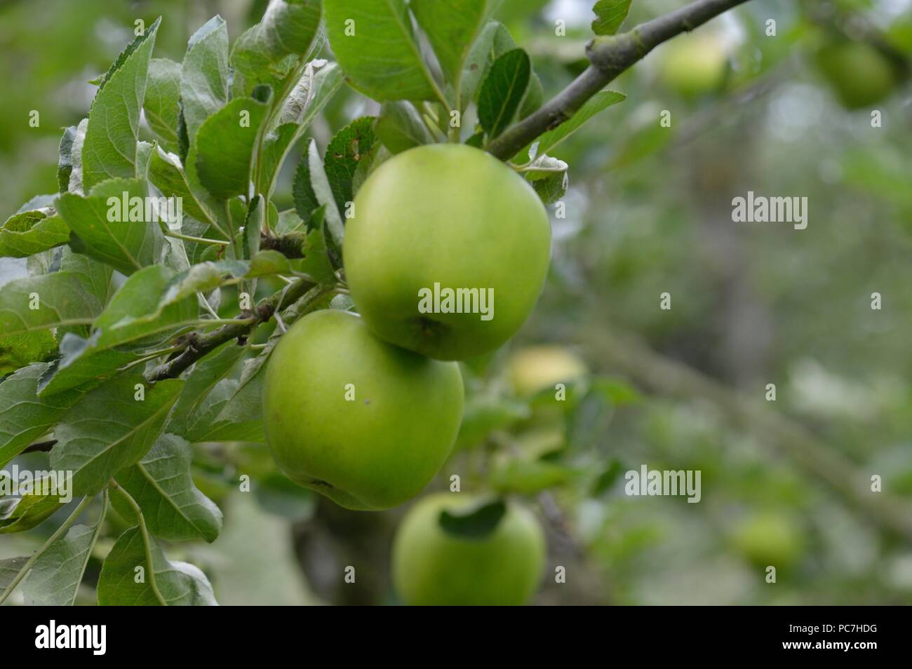 Tree forester hi-res stock photography and images - Alamy