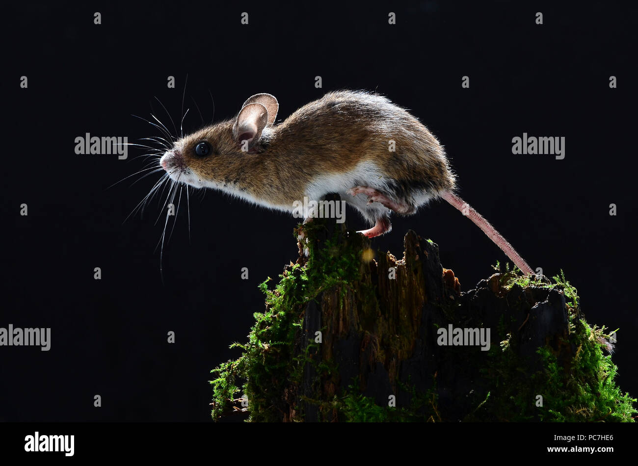 wood mouse apodemus sylvaticus Stock Photo - Alamy