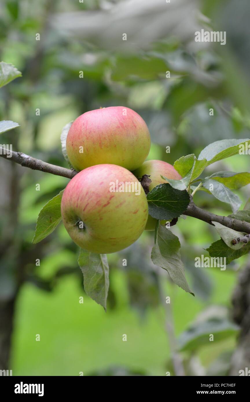 Apple forge hi-res stock photography and images - Alamy