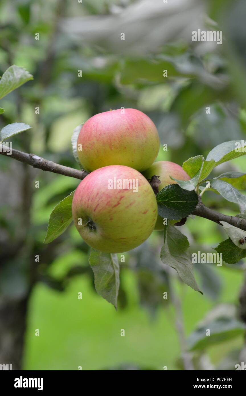 Forge orchard hi-res stock photography and images - Alamy