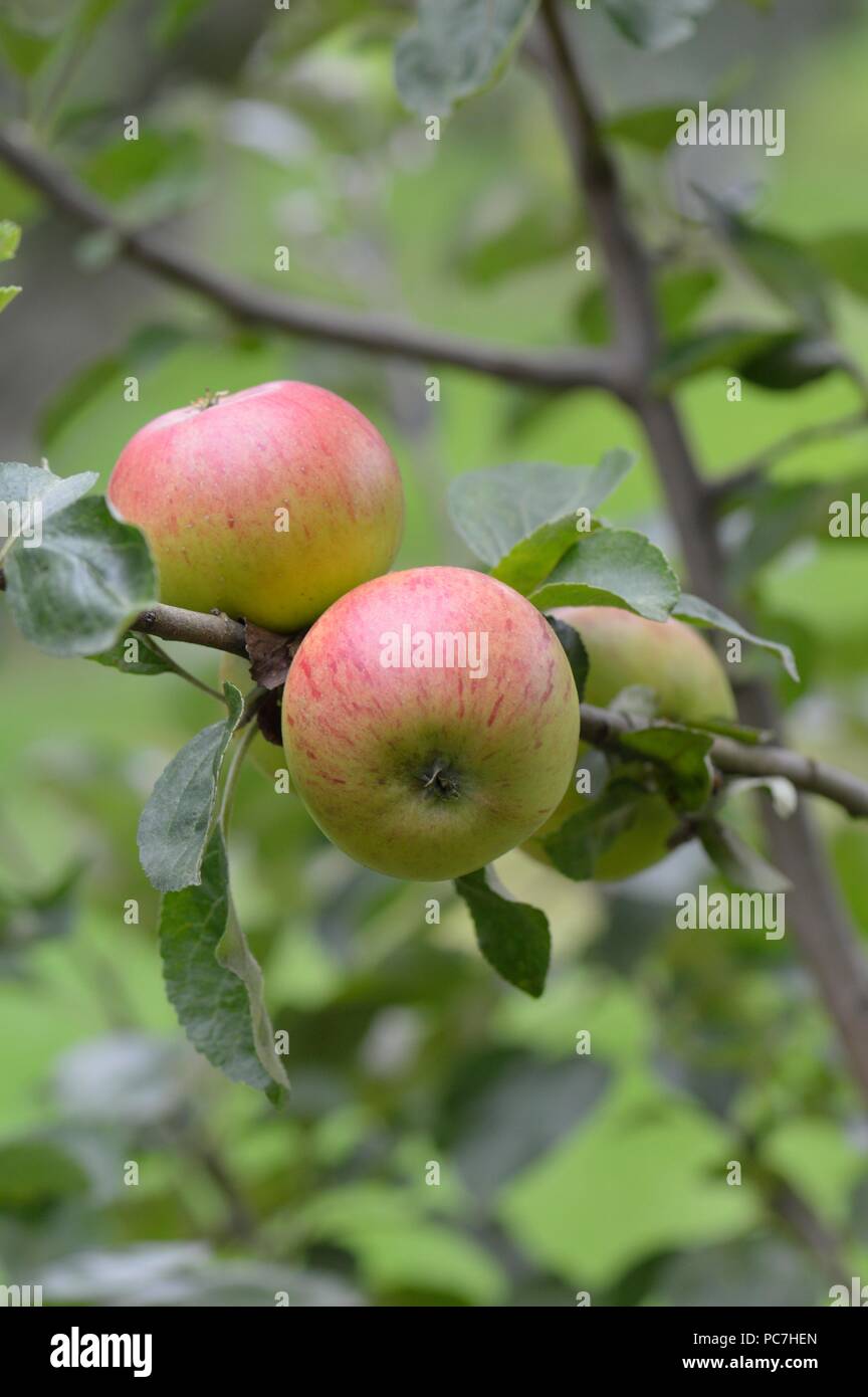 Apple forge hi-res stock photography and images - Alamy